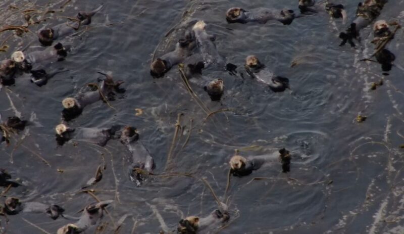 Hoonah: Icy Strait Whale Watch with Drone Filmography - FAQ