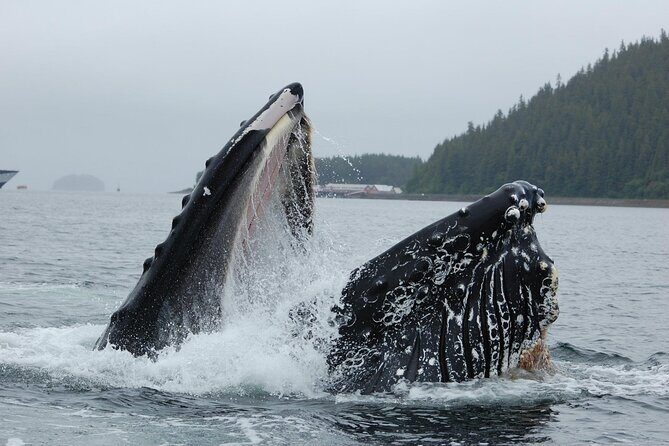 Hoonah Whale-Watching Cruise - Near Icy Strait Point - Frequently Asked Questions