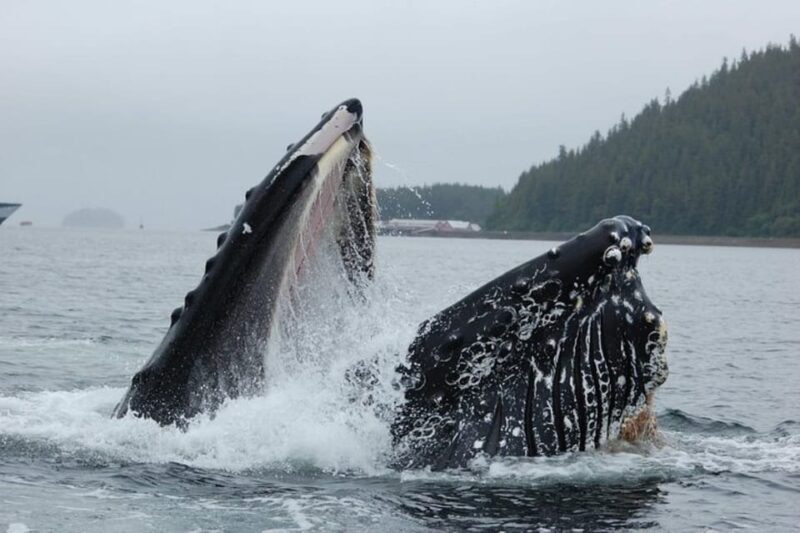 Hoonah: Whale Watching Cruise - A Close Look at the Experience