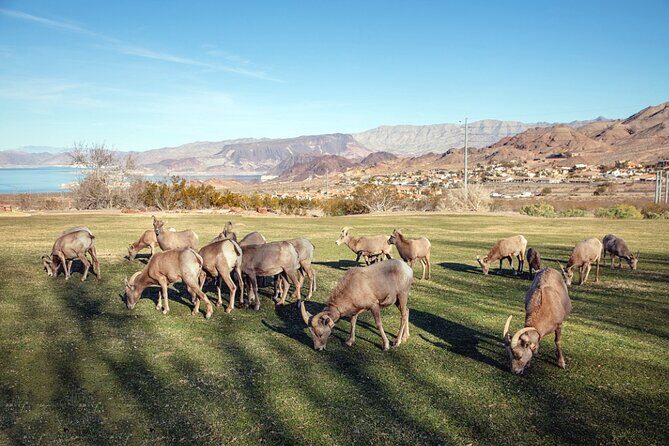 Hoover Dam Tour, Seven Magic Mountains & Las Vegas Sign Stop - Frequently Asked Questions