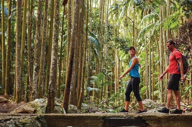 Hop on Hop off - Tamborine Rainforest Skywalk + Glow Worm Caves - Pricing & Value