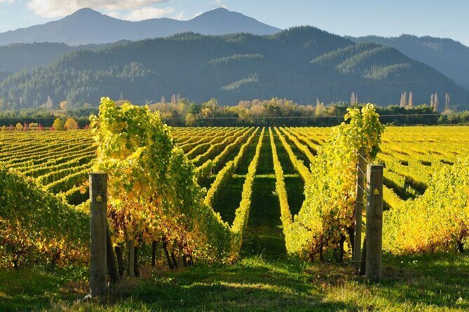 Hop on Hop off Wine Tours Marlborough - A Detailed Look at Marlborough’s Hop-On Hop-Off Experience