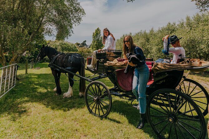 Horse and Carriage Wine Tour in Marlborough with Lunch - A Detailed Look at the Experience