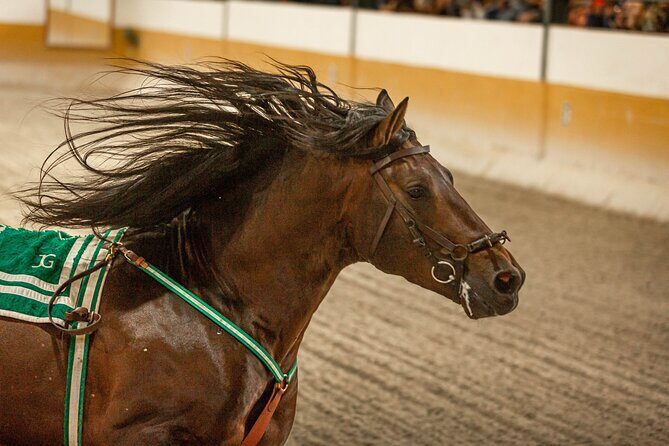 Horse and Flamenco Show in Malaga with Dinner - Practical Details and Logistics