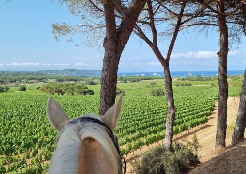 Horse back riding + wine tasting in Ramatuelle - Practical Tips for Participants