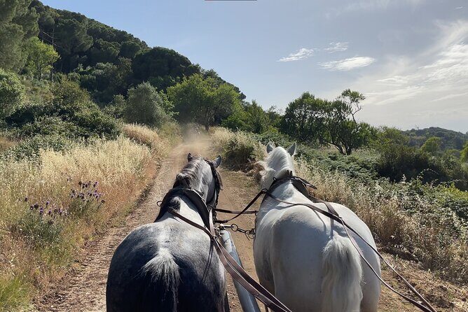 Horse Carriage Tour on the Mountain in Palmela - Who Will Love This Tour?