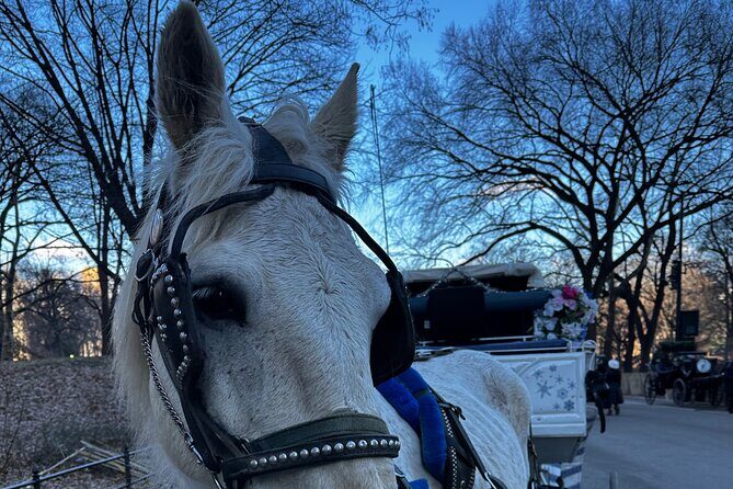 Horse Carriage Tour Through Central Park, NYC SINCE 1903 - Who Should Consider This Tour?