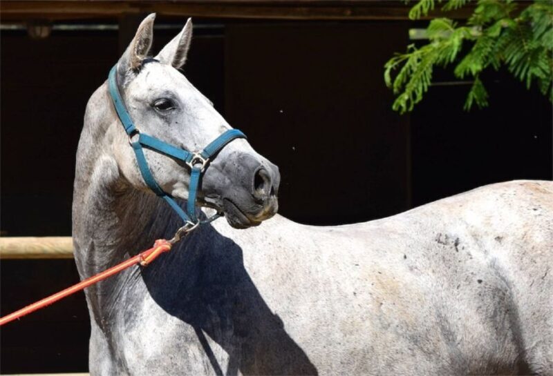 Horse-Drawn Carriage Ride Through Seville - Practical Tips