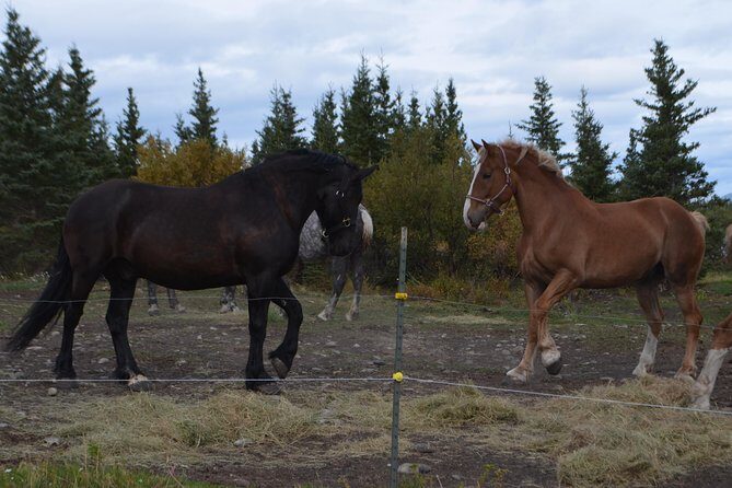 Horse-Drawn Covered Wagon Ride with Backcountry Dining - Who Should Consider This Tour?