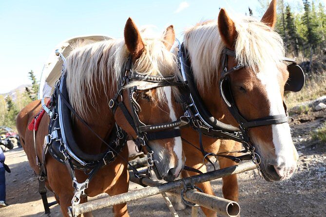 Horse-Drawn Covered Wagon Ride with Backcountry Dining - Final Thoughts