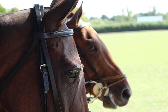 Horse & Polo in Windsor, UK - The Journey to Windsor & Ranelagh Polo Club