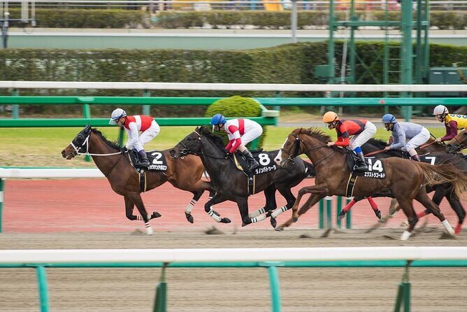 Horse Racing Tour with Local Fans in Nakayama Racecourse - Key Points
