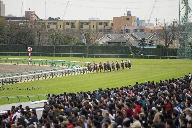Horse Racing Tour with Local Fans in Nakayama Racecourse - The Itinerary and What to Expect