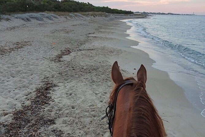 Horse ride in a Salento Nature Reserve with transfer from Lecce - The Sum Up