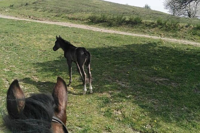Horse ride in the Mugello (transfer from / to Florence) and Tuscan aperitif - Who Will Love This Experience?