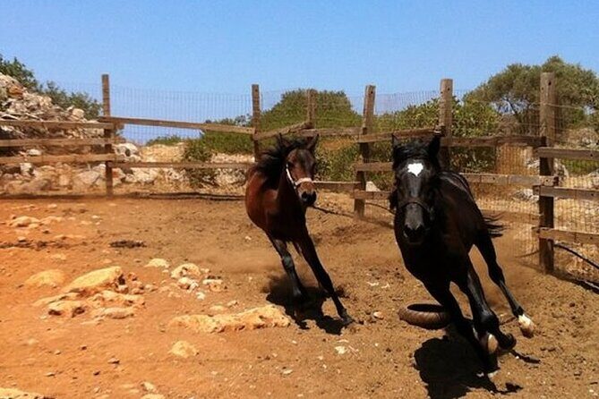 HORSE RIDING 1.5 hours mountains from area Hersonissos CRETE - In-Depth Look at the Horseback Ride Experience