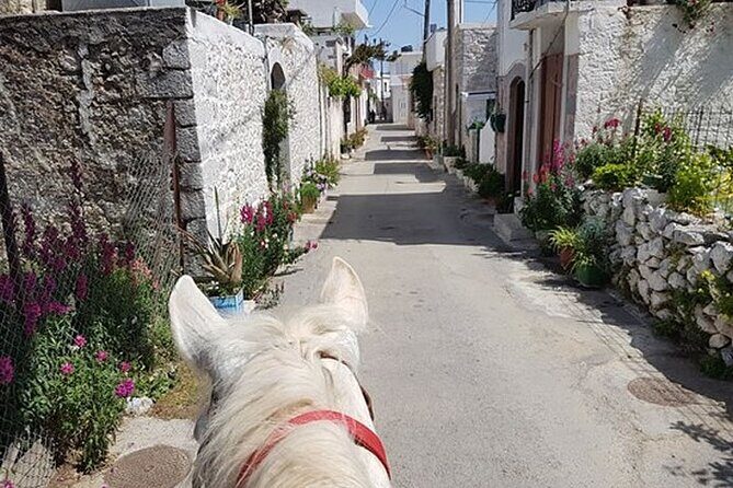 HORSE RIDING 1.5 hours mountains from area Hersonissos CRETE - Who Will Enjoy This Tour Most?
