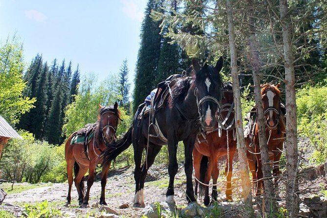 Horse riding adventure in mountains! - The Experience: What Youll Actually Feel and See
