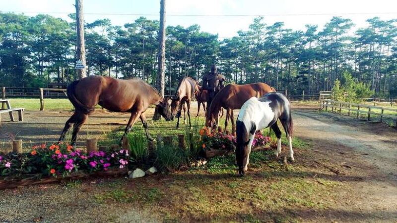 Horse Riding Course in Mang Den with Pickup and Drinks - Key Points