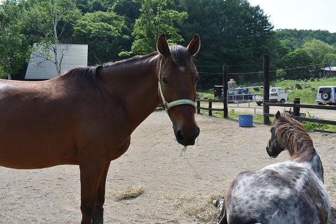 Horse Riding - What to Expect from the Horse Riding Tour in Sapporo