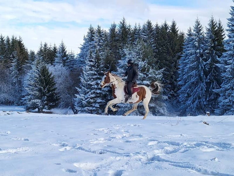 Horse Riding Day Trip in the Rila Mountain - Key Points