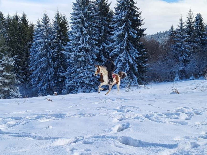 Horse Riding Day Trip in the Rila Mountain - Who Should Consider This Experience?