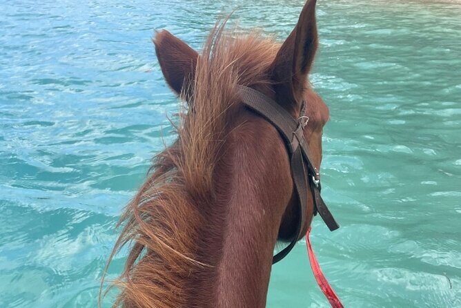 Horse Riding in Port Vila with Yumi Tours - The Sum Up: Who is This Tour Best For?