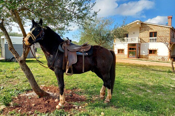 Horse riding in the Gargano National Park - Final Thoughts: Is This Tour Worth It?