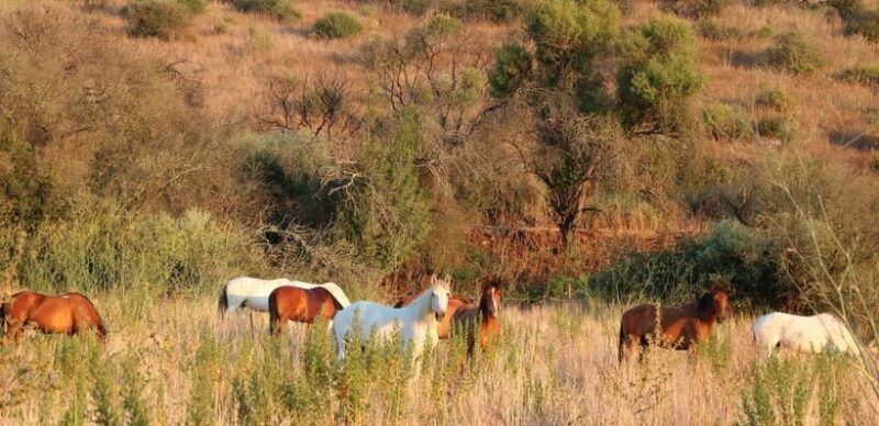 Horse riding in the Valley, near Lisbon, brunch and winnery - Who Will Love This Tour?