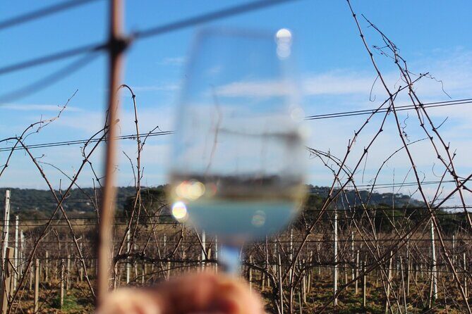 Horse riding in the vineyards of Grimaud + wine tasting - The Sum Up