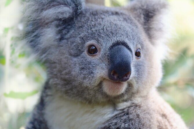 Horse Riding, Koalas & Kangaroos - Wild Australia: Private Tour - Final Thoughts