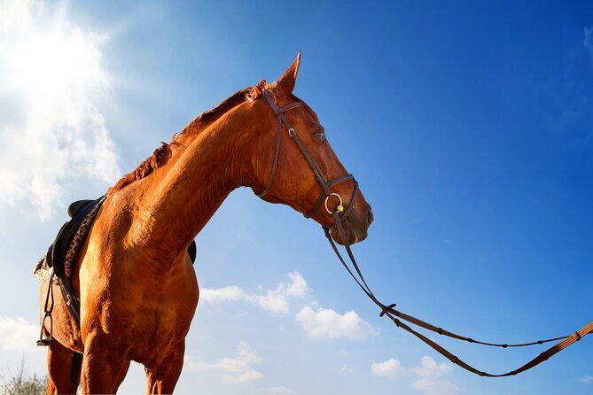 Horse Riding on the Beach in Side - The Experience for Different Riders
