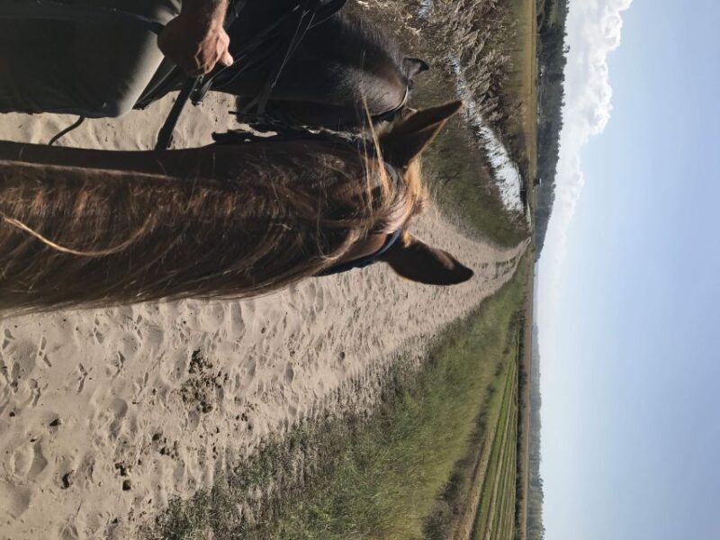 Horse riding on the beach, with private transfer from Lisbon - Final Summary