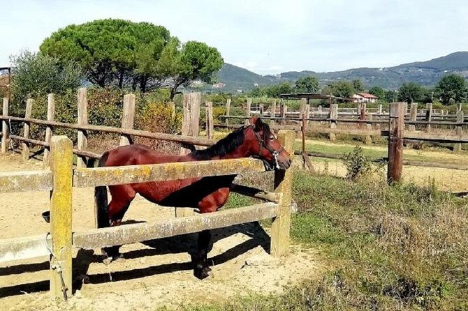 Horse Riding Small Group near Lucca - Who Should Consider This Tour?