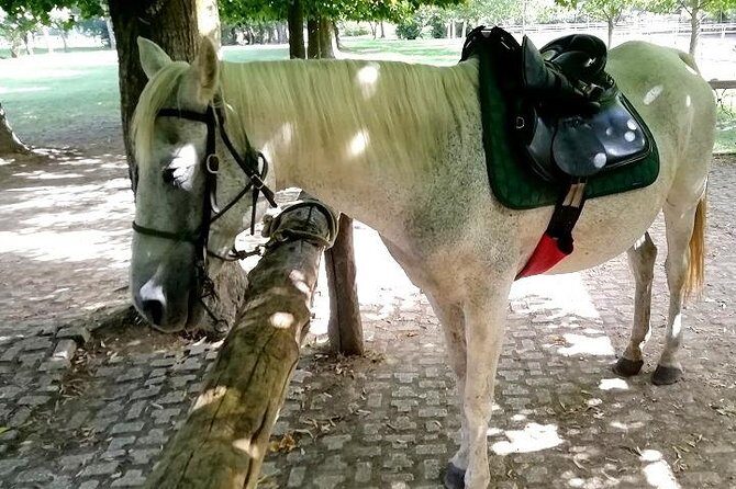 Horse Riding Small Group near Lucca - Final Thoughts