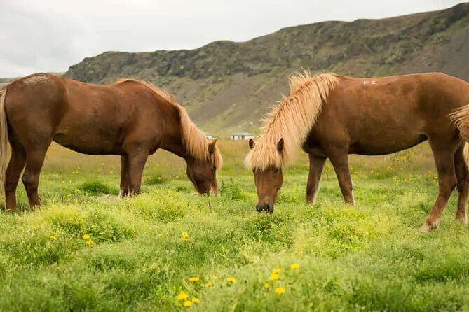 Horse Riding Tour in Reykjadalur (Smoky Valley)-All Riding Levels - Introduction: An Authentic Icelandic Horseback Ride