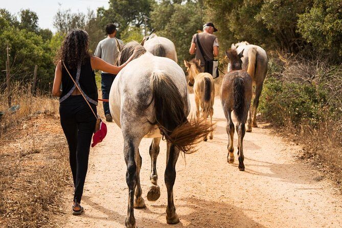 Horse Sanctuary: A nature walk with Rescued Horses by your side - Key Points