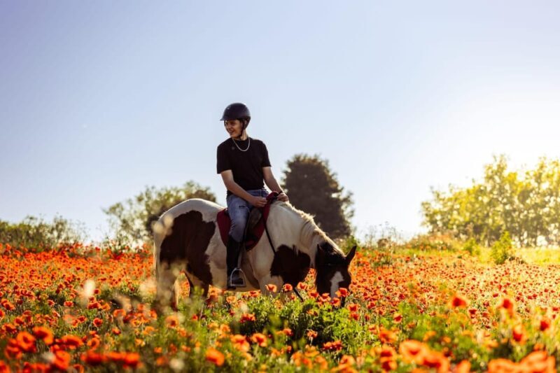 Horse Sanctuary in Rome - The Journey Beyond the Crowds: What to Expect