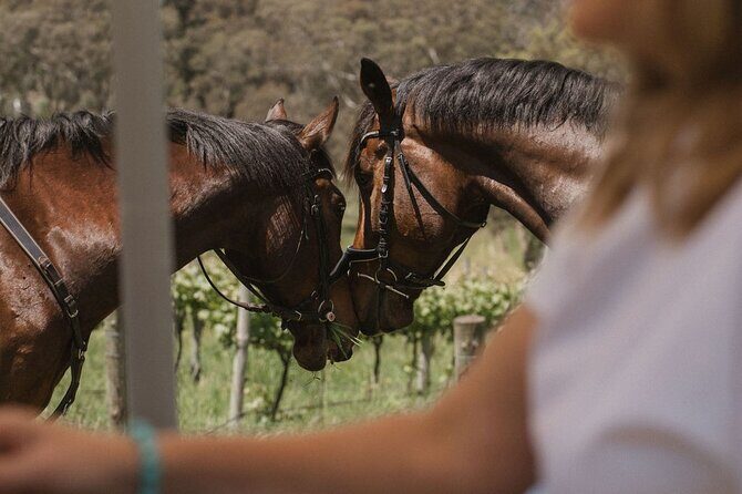 Horse Trail Ride and Wine Tasting at Adelaide Hills Winery - FAQ