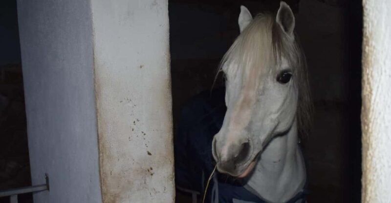 Horseback excursion in the Maddalena woods - The Itinerary Breakdown