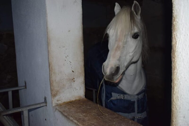 Horseback excursion in the Maddalena woods - The Value and Who It’s Best For