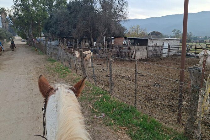 Horseback Ride and Carne Asada Ranch Experience in Ensenada - Who Will Love This Tour?