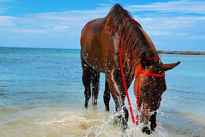 Horseback Ride and Swim Jamaica - FAQ