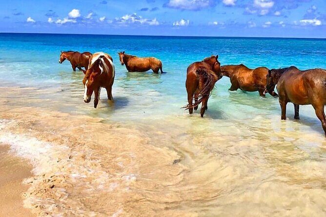 Horseback Ride and Swim Plus Dunns River from Montego Bay - Transportation and Comfort
