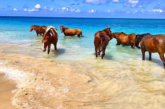 Horseback Ride and Swim Plus Dunns River from Montego Bay - Authentic Guides Make a Difference