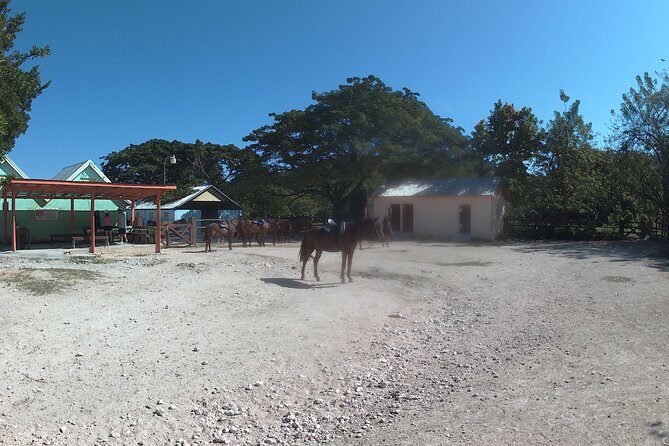 Horseback ride n Swim - Frequently Asked Questions