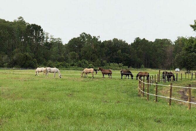 Horseback Ride on Scenic Lake Louisa Trails - Practical Tips for Travelers