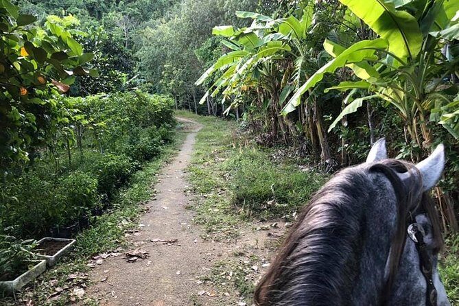 Horseback Riding 1 hour trail - The Horses and Guides: What You Need to Know