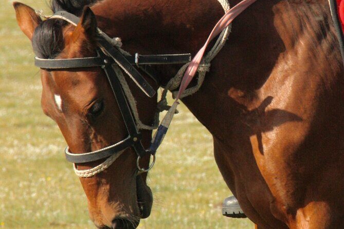 Horseback Riding Adventure in Ala archa National park - The Sum Up