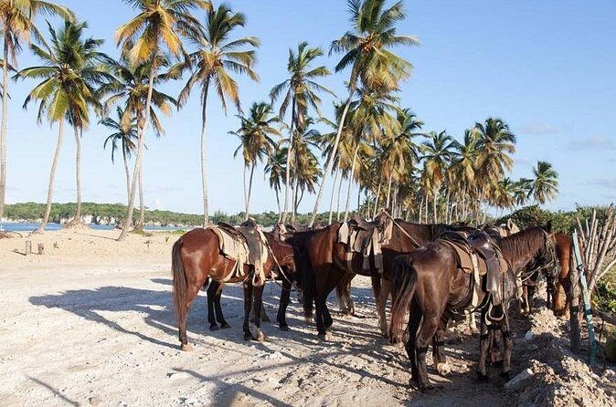 Horseback Riding Adventure in Punta Cana - Who Will Enjoy This Experience?